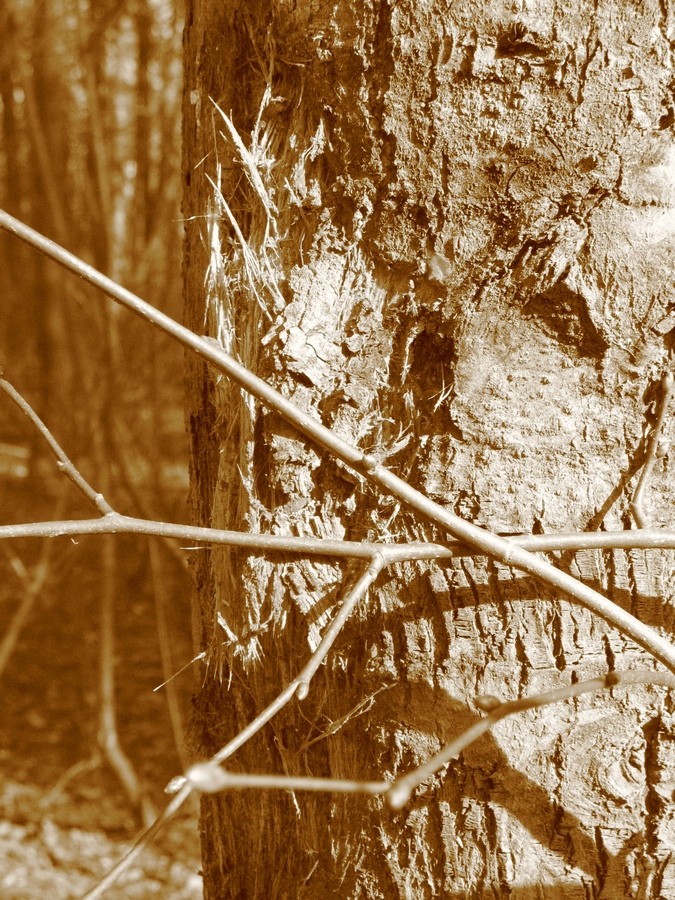 scratch... Foto & Bild | plants, fungi & lichens, trees, nature Bilder ...