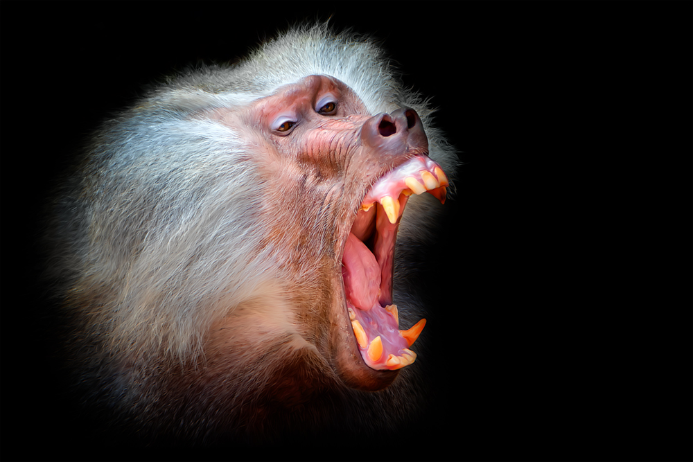 Scream Foto & Bild | animals, schreien, natur Bilder auf fotocommunity