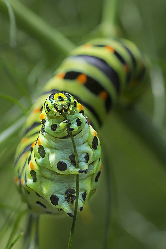 scronch Foto & Bild | tiere, wildlife, schmetterlinge Bilder auf ...