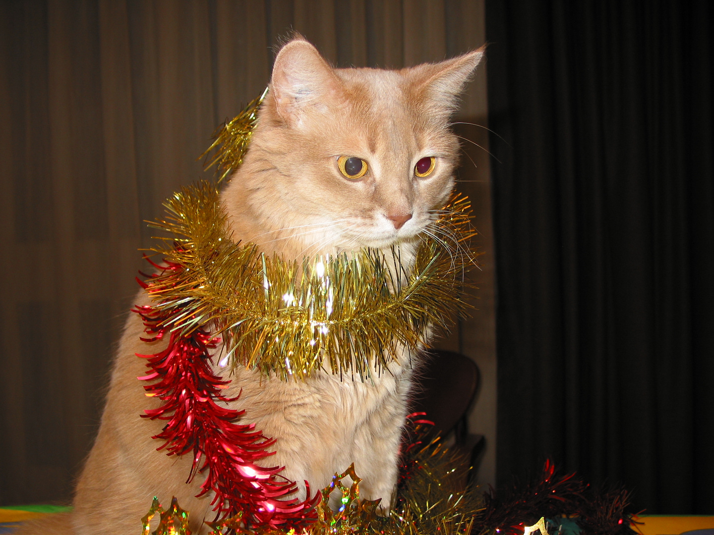 Se faire "enguirlander" photo et image | animaux, animaux domestiques ...