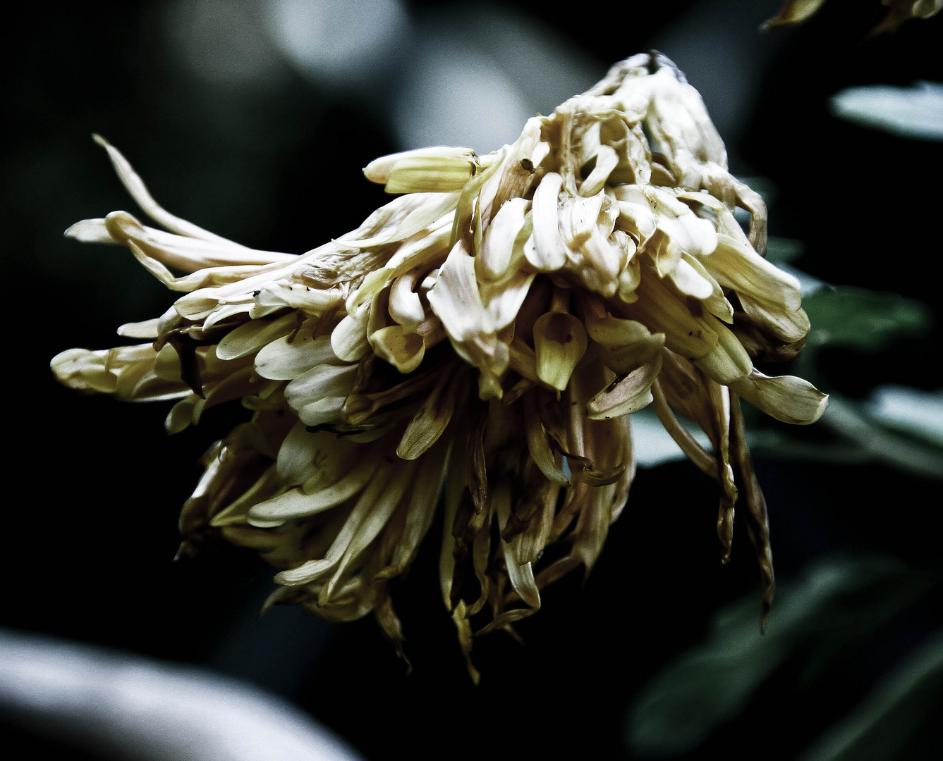 Se faner photo et image | fleurs, nature Images fotocommunity