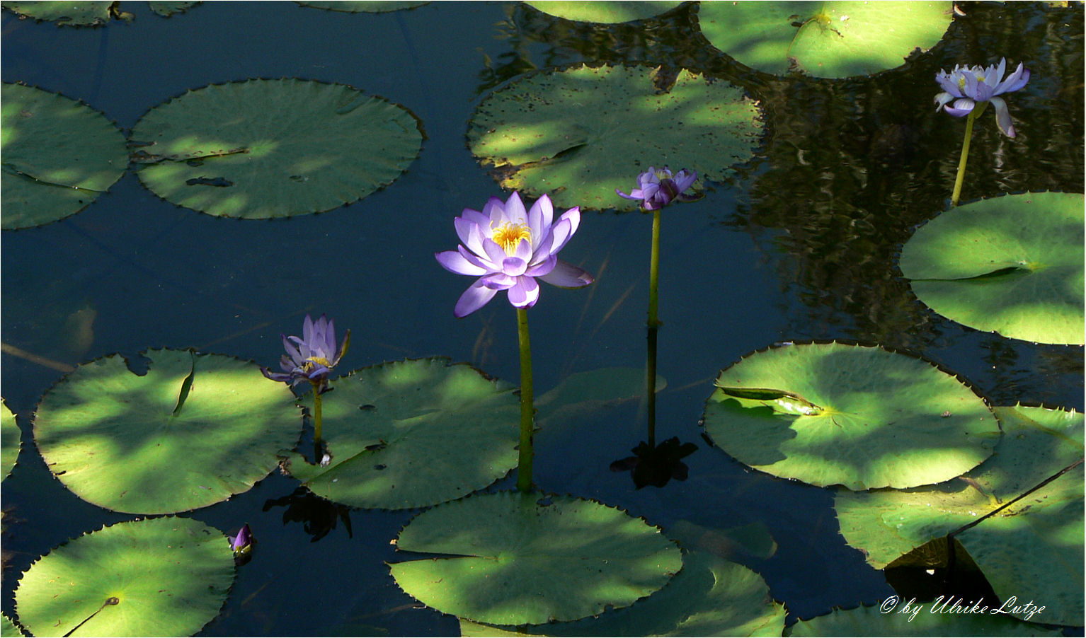 ** Sea Roses in Carabirnie Cons. Park / NT. ** Foto & Bild | australia ...