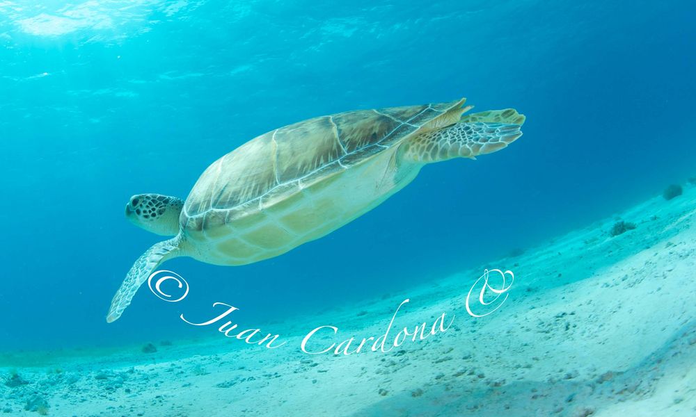 Sea Turtle Imagen & Foto | bajo el agua , naturaleza Fotos de fotocommunity