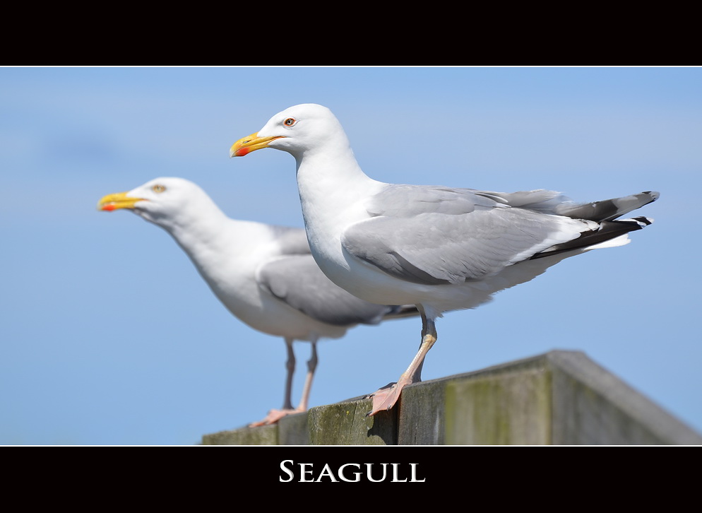 SEAGULL Foto & Bild | tiere, wildlife, wild lebende vögel Bilder auf ...
