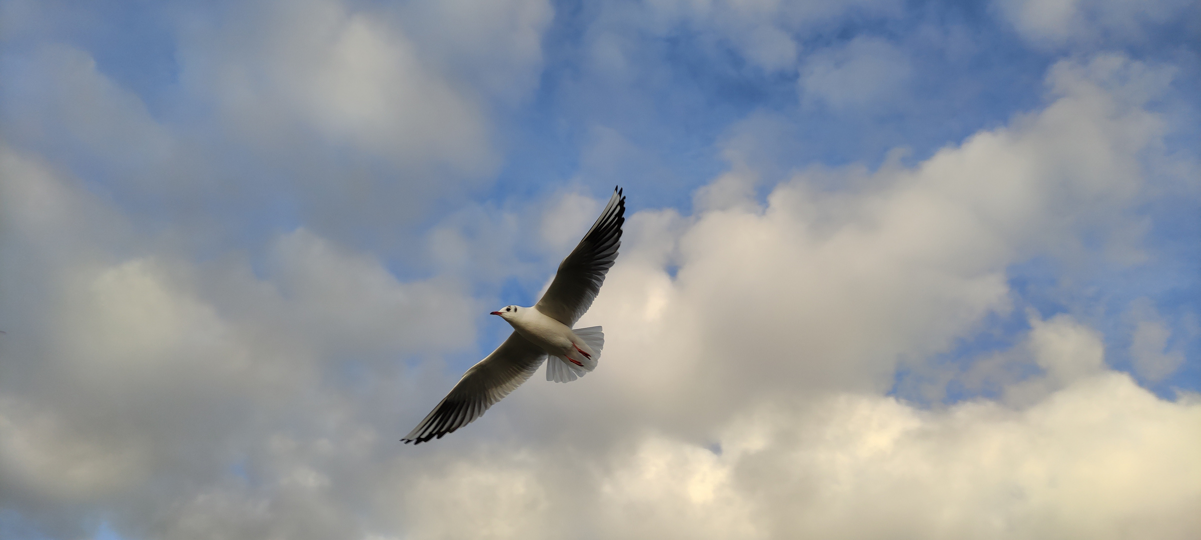 Seagull flyby Foto & Bild | tiere, zoo, wildpark & falknerei, vögel ...