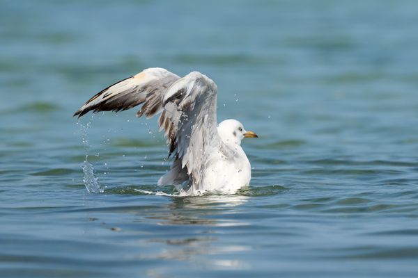 Nature Pictures & Photos