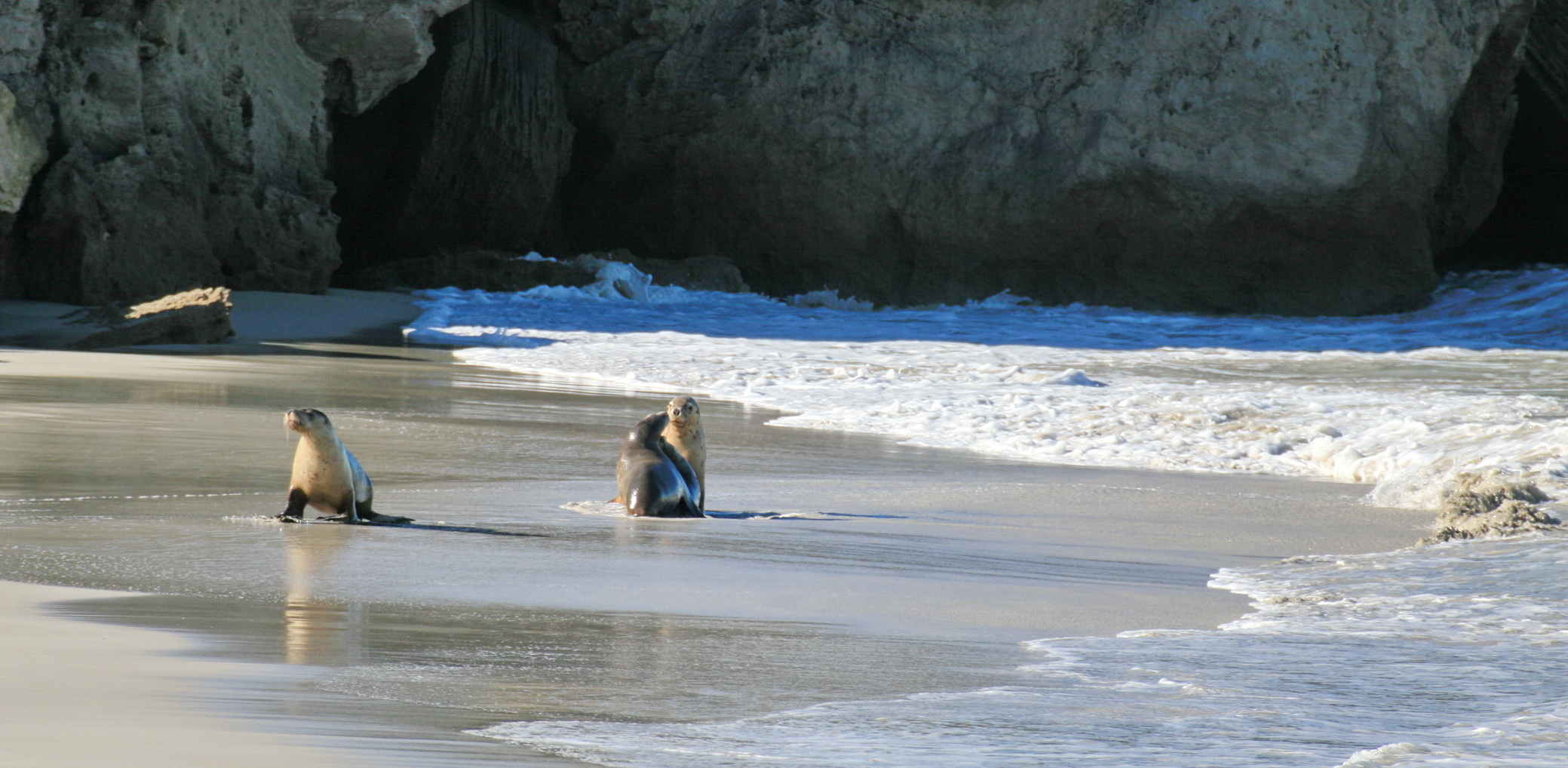 Seal Bay Foto & Bild | australia & oceania, australia, tiere Bilder auf ...