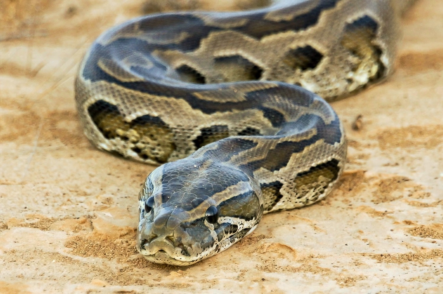 Seba-Python Foto & Bild | tiere, wildlife, amphibien & reptilien Bilder ...