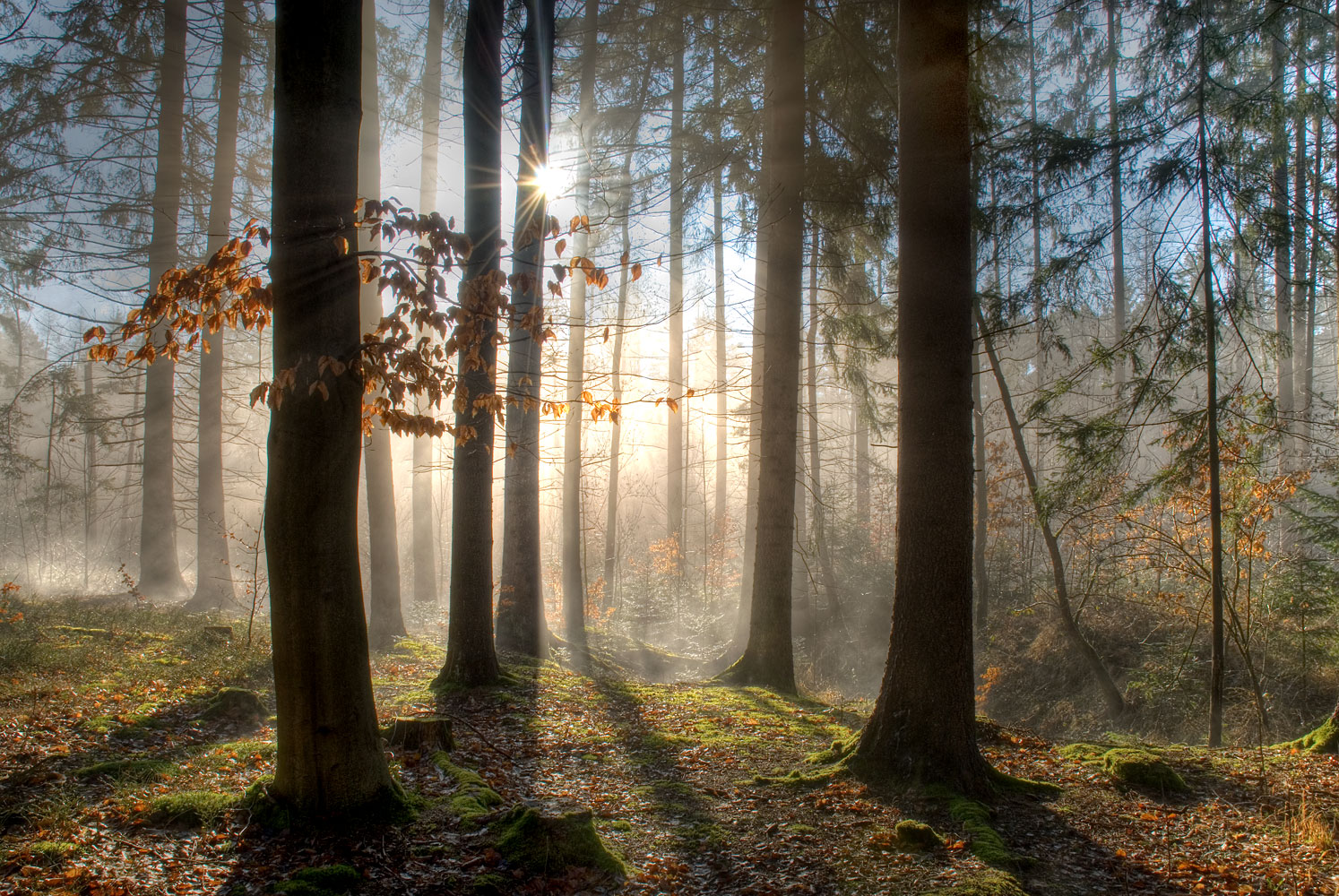 Sebalder Forst Foto & Bild | knoblauchsland Bilder auf fotocommunity