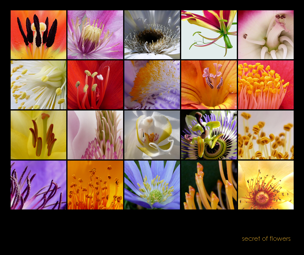 . secret of flowers . Foto & Bild | fotokunst, collagen aus mind. 9 ...
