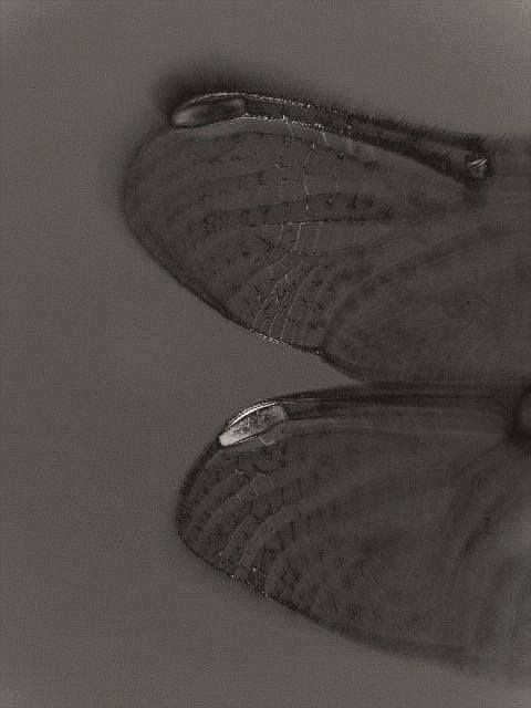 Secret snapshot / A piece of Tinkerbell Foto & Bild | art, fun, spezial ...