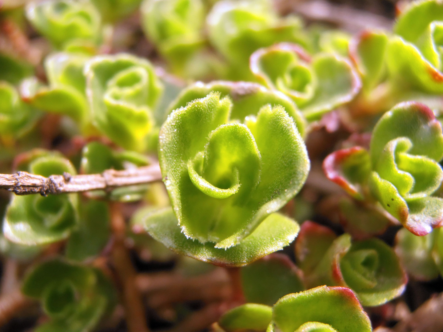 Sedum Foto & Bild | pflanzen, pilze & flechten, kakteen & sukkulenten ...