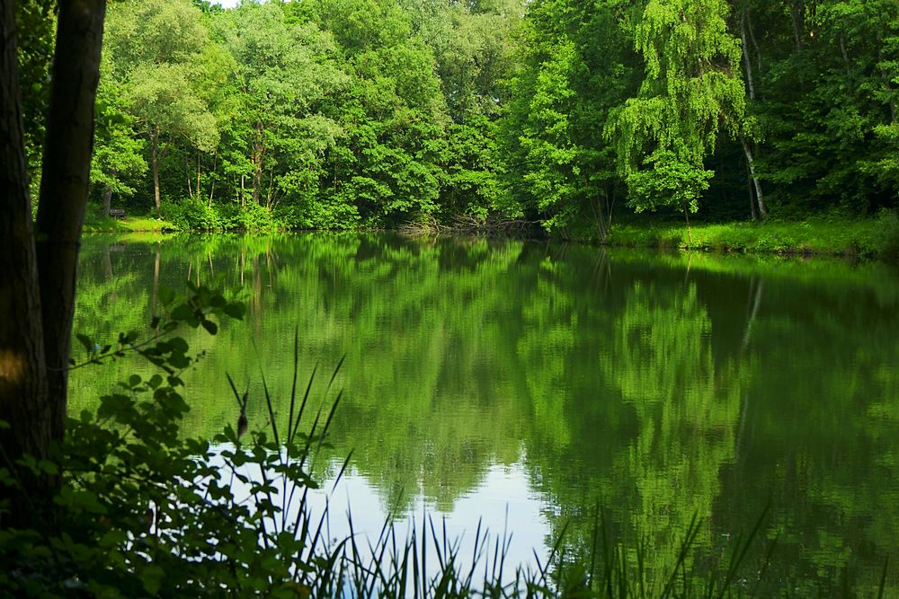 See 1 Foto & Bild | wald, wasser, natur Bilder auf fotocommunity