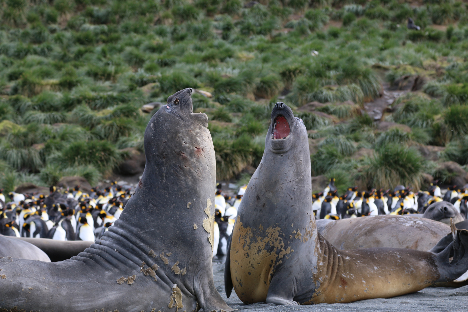 See-Elefanten Foto & Bild | natur, tiere, wildlife Bilder auf fotocommunity