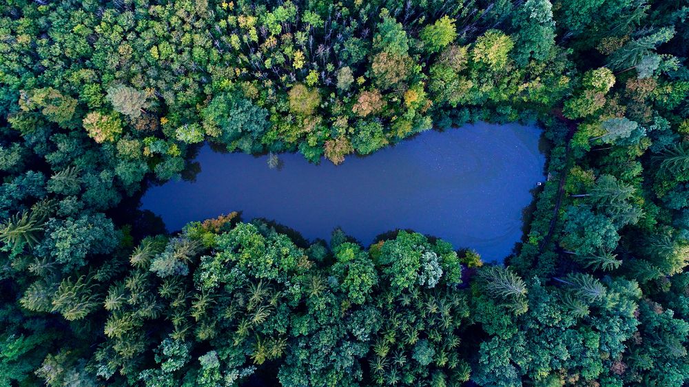 See im Wald Foto & Bild | deutschland, europe, bayern Bilder auf ...