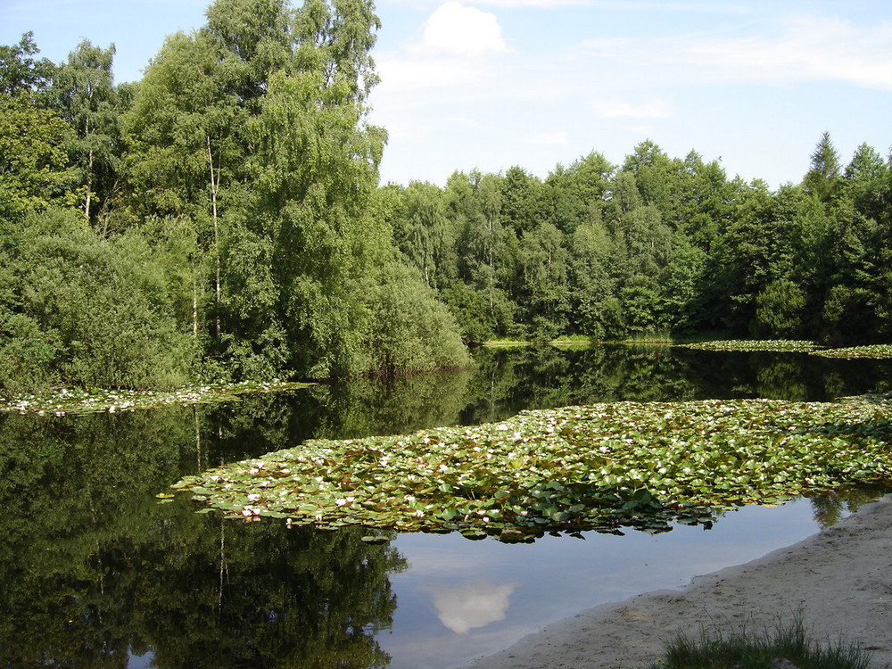 See im Wald Foto & Bild | sonstiges, natur Bilder auf fotocommunity