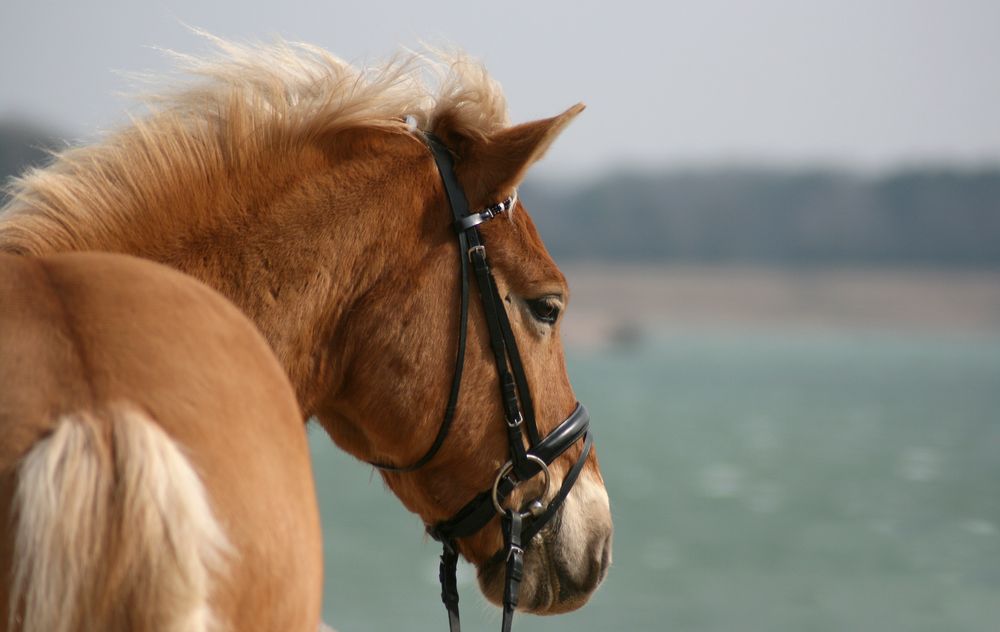 See-Pferd Foto & Bild | tiere, haustiere, pferde, esel, maultiere ...