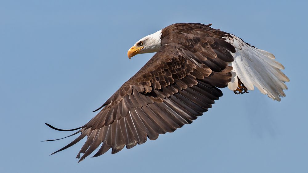 Seeadler 001 Foto & Bild | tiere, zoo, wildpark & falknerei, vögel ...