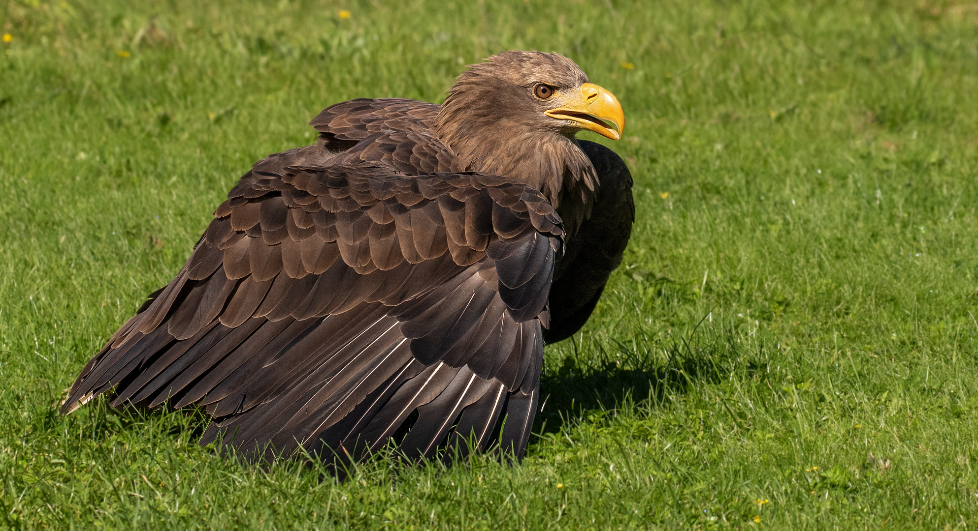 Seeadler 001 Foto & Bild | deutschland, europe, niedersachsen Bilder ...