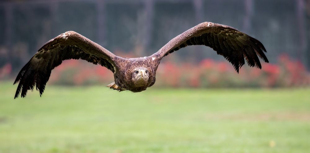 Seeadler 002 Foto & Bild | deutschland, europe, niedersachsen Bilder ...