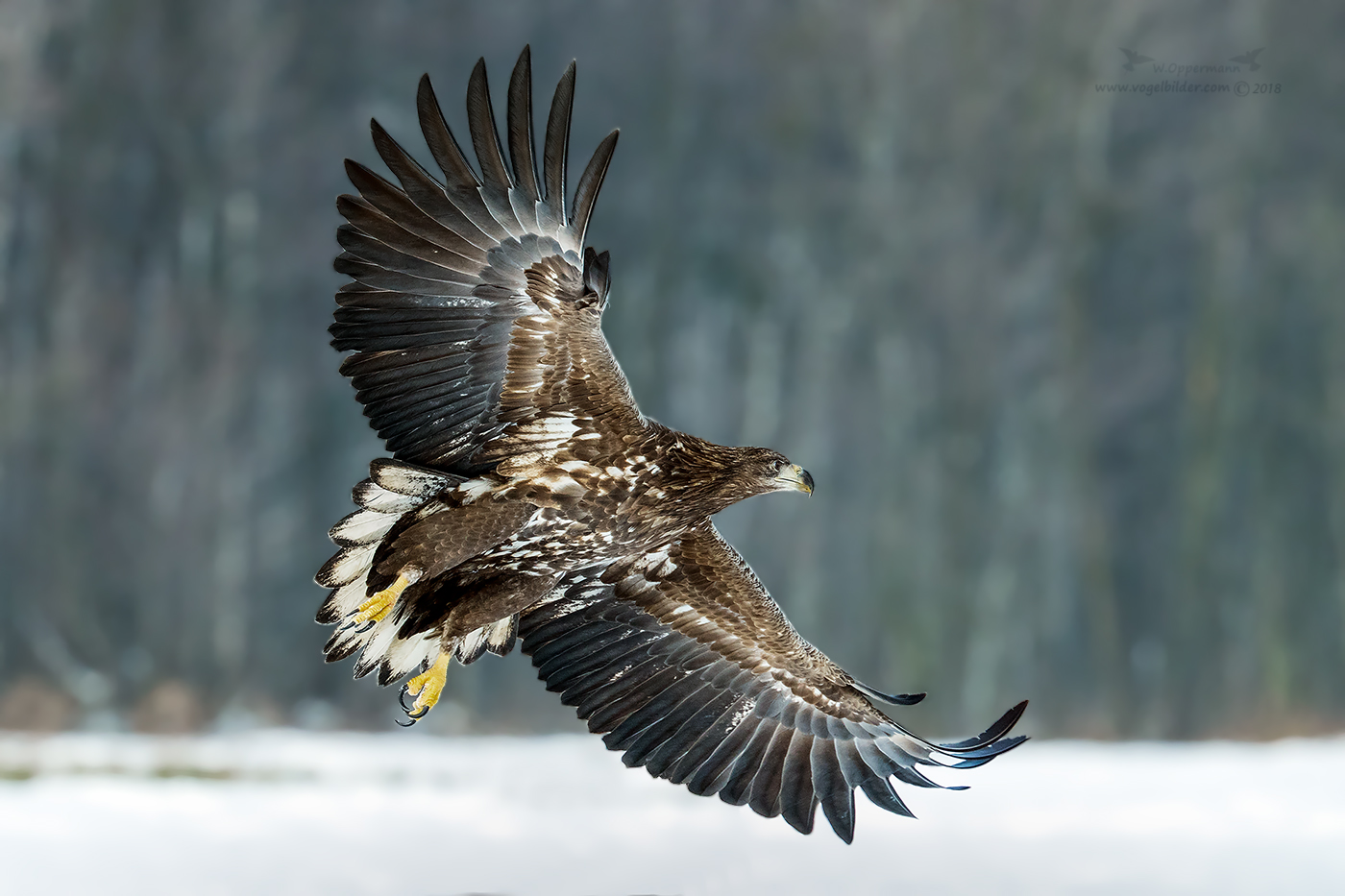 Seeadler Foto & Bild | tiere, wildlife, wild lebende vögel Bilder auf ...
