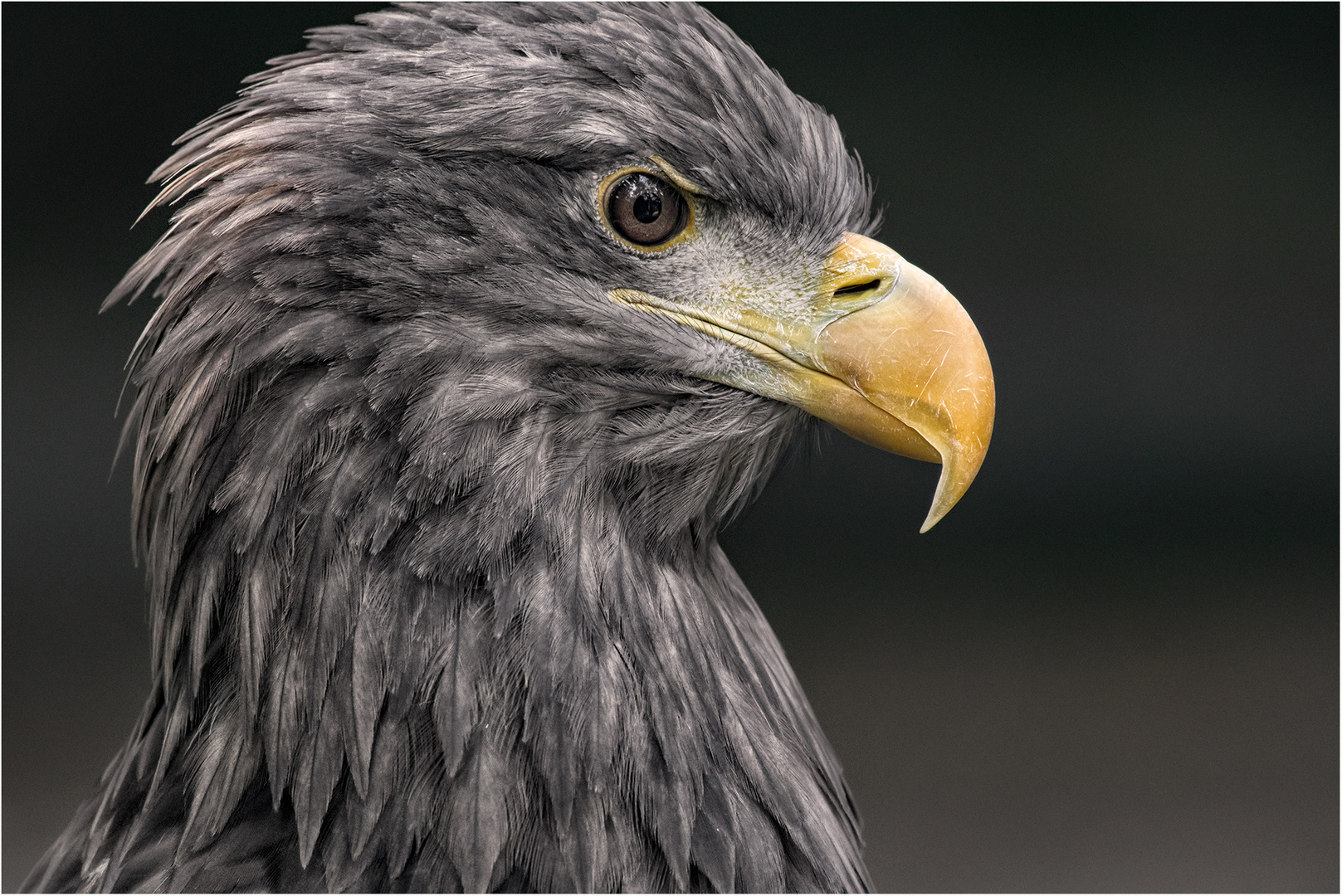 Seeadler Foto & Bild | natur, porträt, zoo Bilder auf fotocommunity