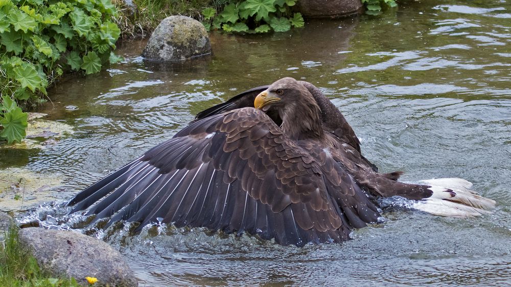 Seeadler Foto & Bild | landschaft, lebensräume, wasser Bilder auf ...