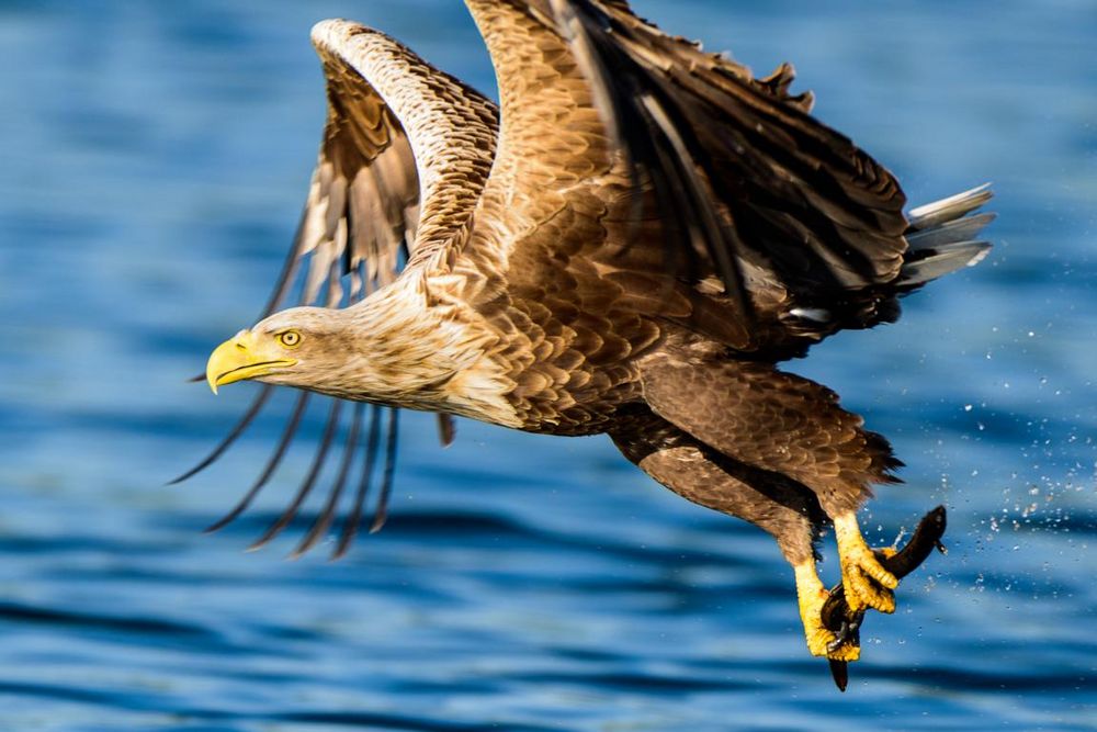 Seeadler 2 Foto & Bild | natur, tiere, vögel Bilder auf fotocommunity