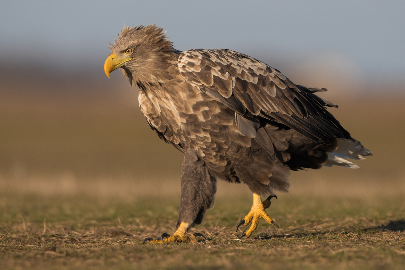 Seeadler Foto & Bild | tiere, wildlife, wild lebende vögel Bilder auf ...