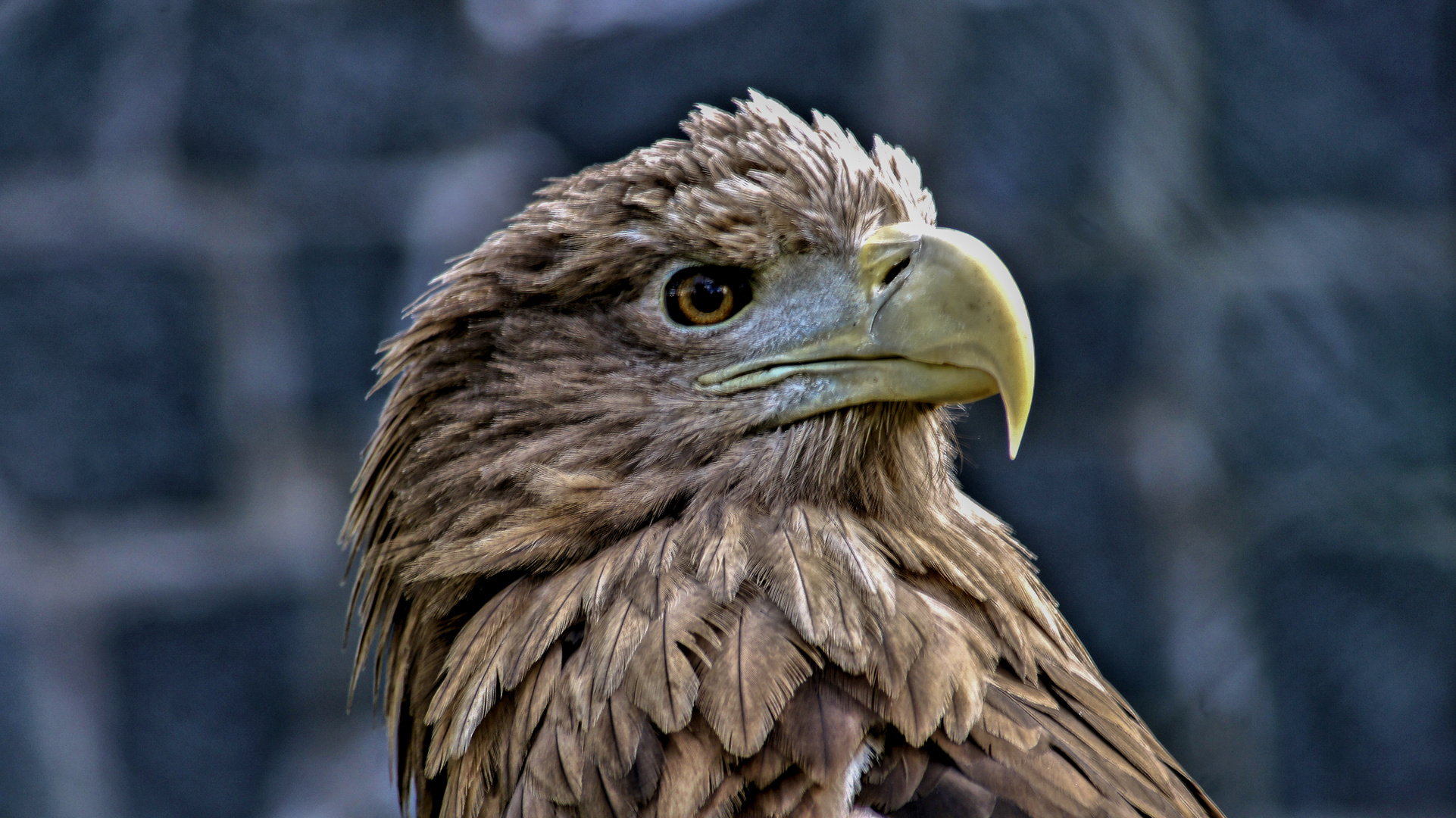 Seeadler Foto & Bild | anfängerecke - nachgefragt, nachgefragt ...