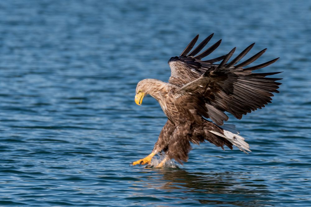 Seeadler Foto & Bild | deutschland, europe, mecklenburg- vorpommern ...