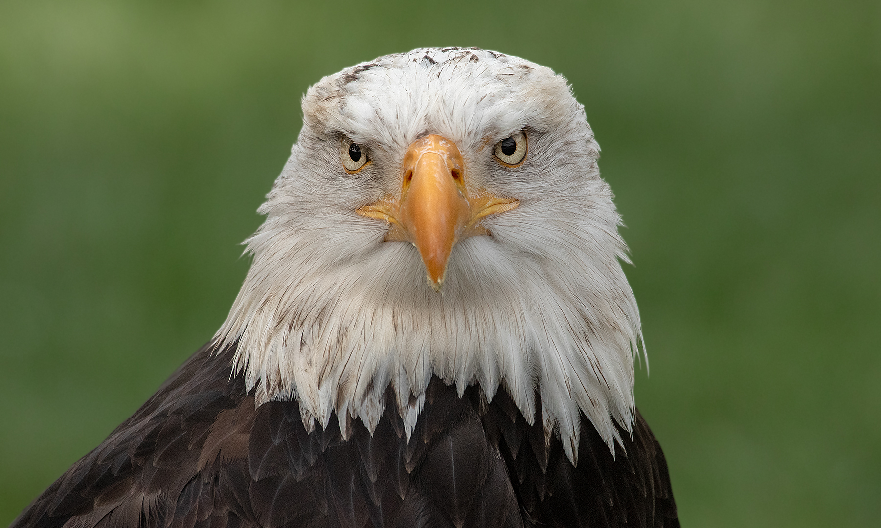 Seeadler Foto & Bild | deutschland, europe, nordrhein- westfalen Bilder ...