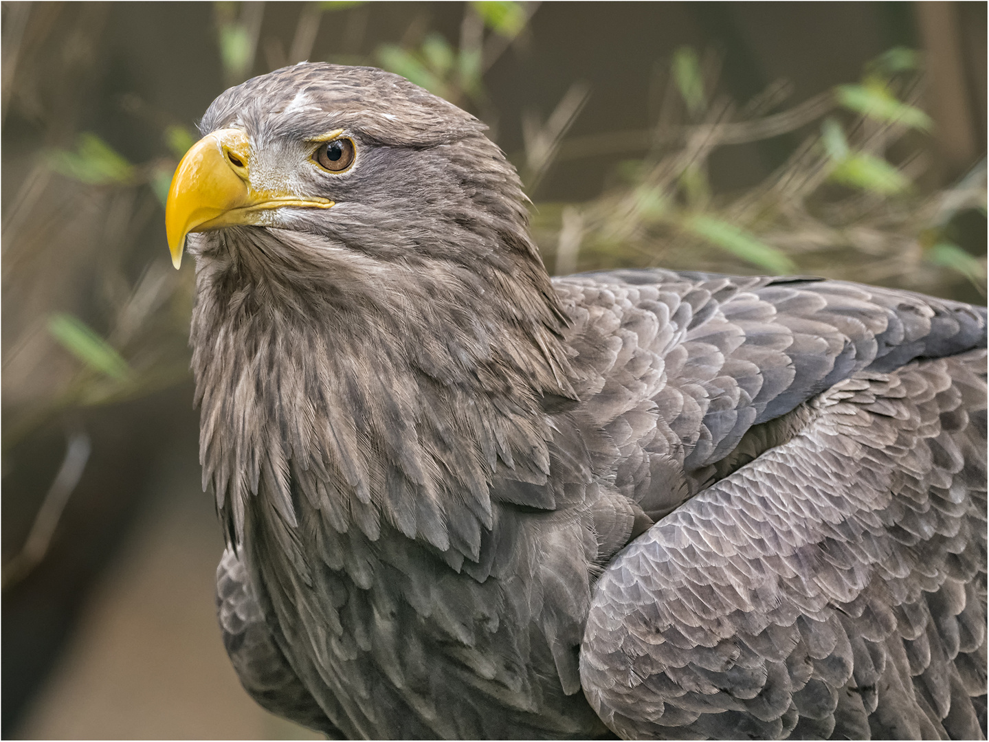 Seeadler Foto & Bild | natur, portrait, porträt Bilder auf fotocommunity