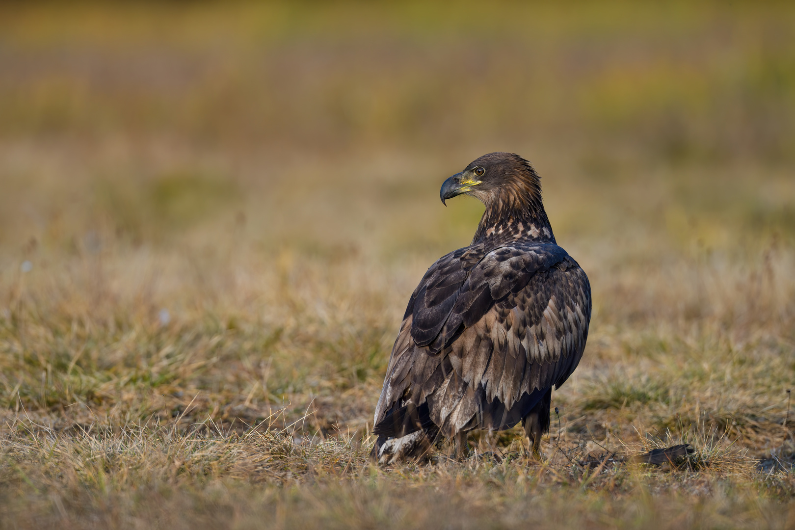 Seeadler Foto & Bild | fotos, nikon, world Bilder auf fotocommunity