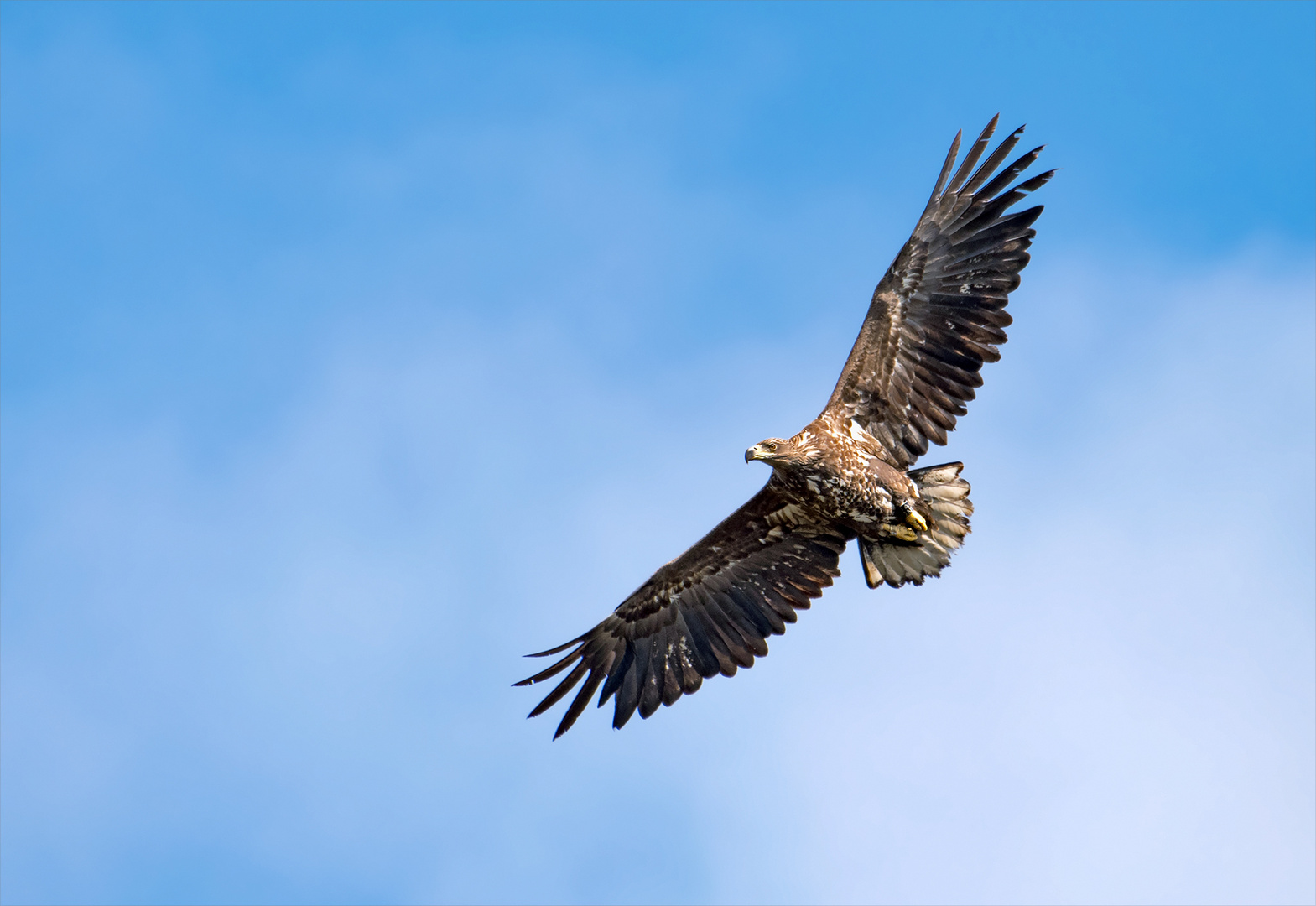 Seeadler Foto & Bild | himmel, natur, greifvogel Bilder auf fotocommunity