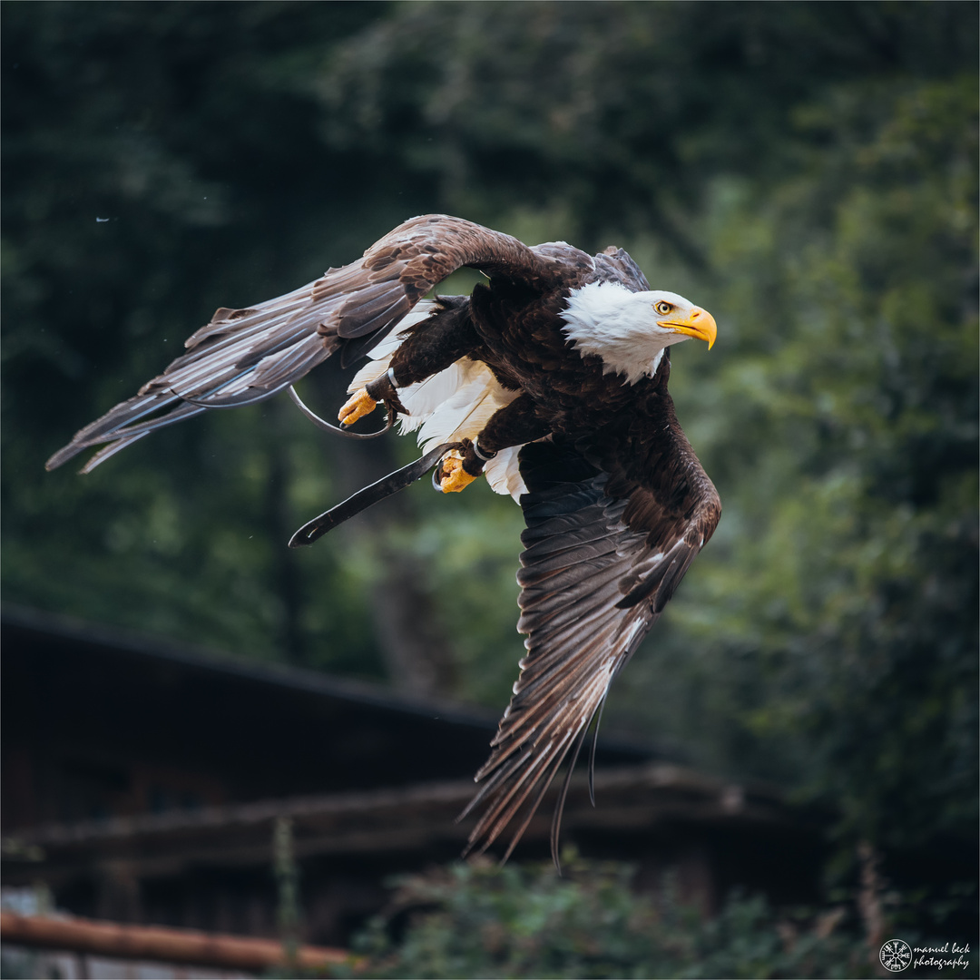 seeadler Foto & Bild | deutschland, europe, baden- württemberg Bilder ...