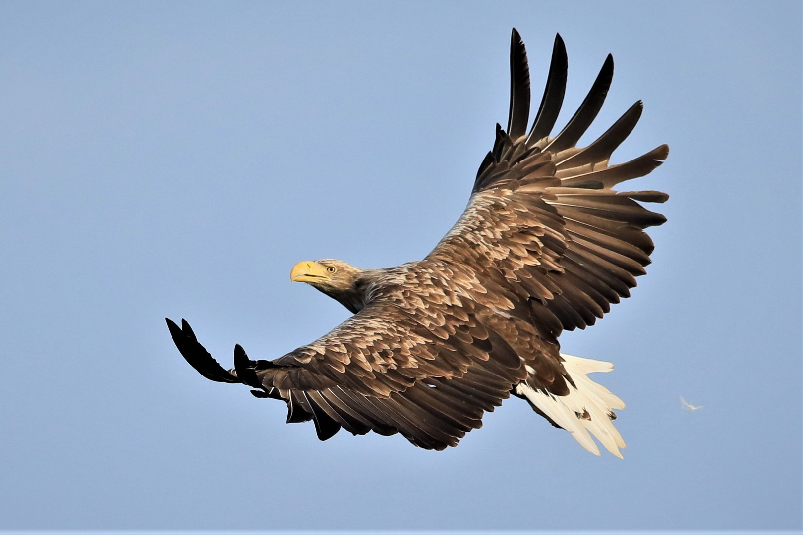 Seeadler Foto & Bild | tiere, wildlife, wild lebende vögel Bilder auf ...