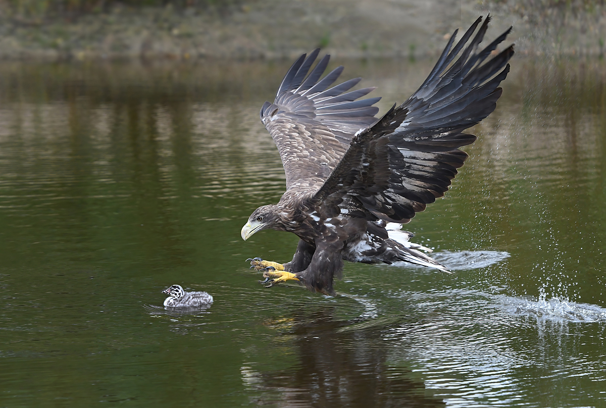 Seeadler Foto & Bild | natur, tiere, vögel Bilder auf fotocommunity