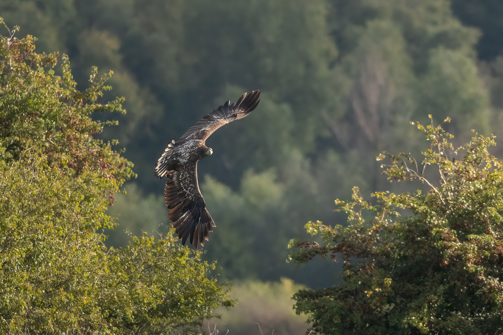 Seeadler bei der Jagd Foto & Bild | tiere, wildlife, wild lebende vögel ...