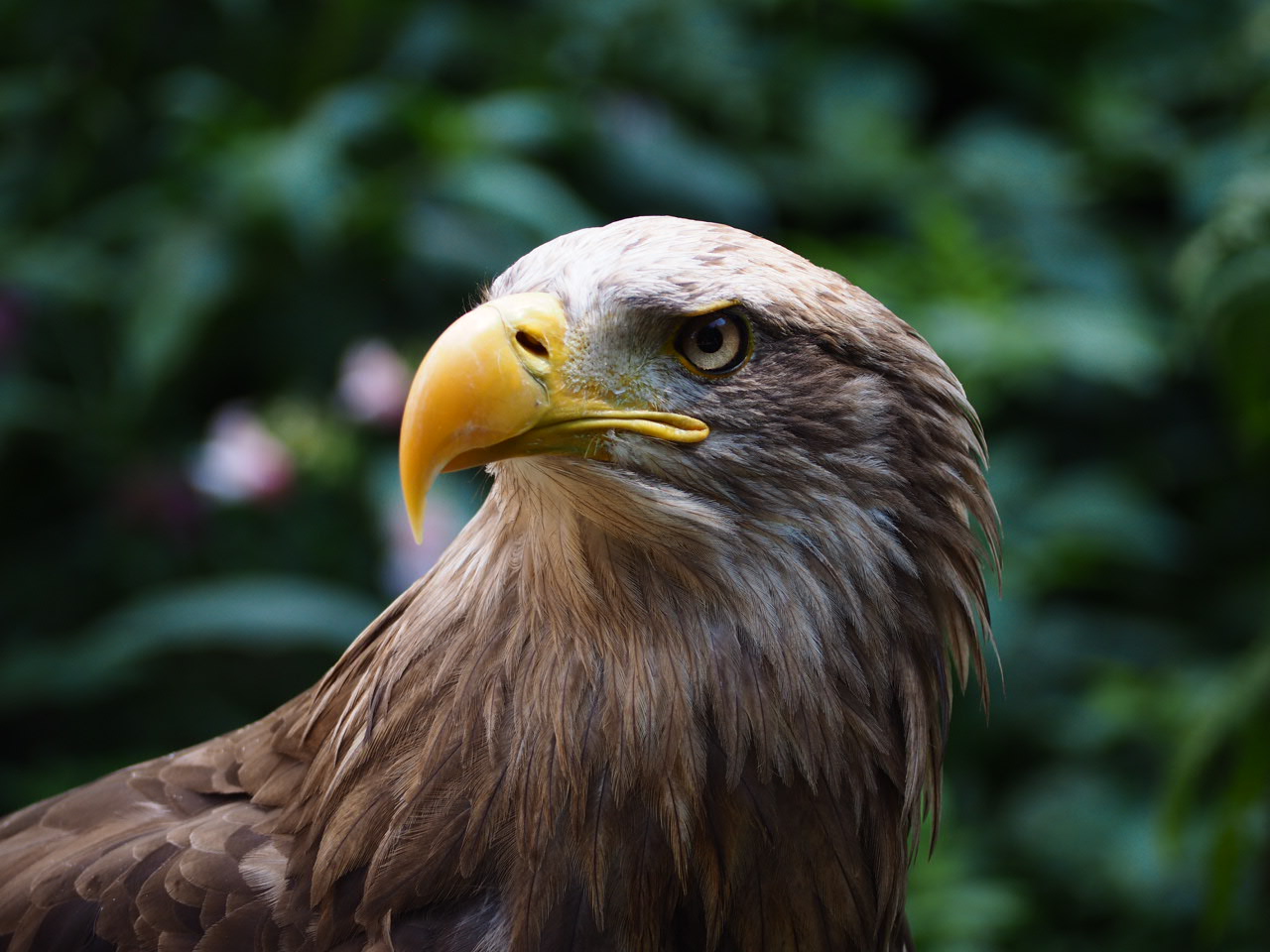 Seeadler Foto & Bild | natur, tiere, wildlife Bilder auf fotocommunity
