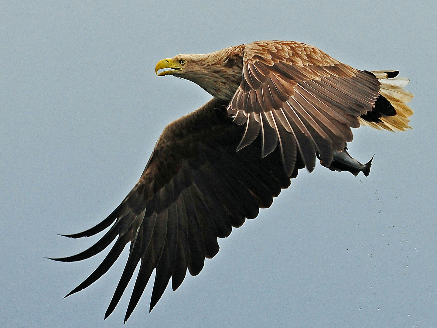 Seeadler,- erfolgreich- Foto & Bild | tiere, wildlife, wild lebende ...