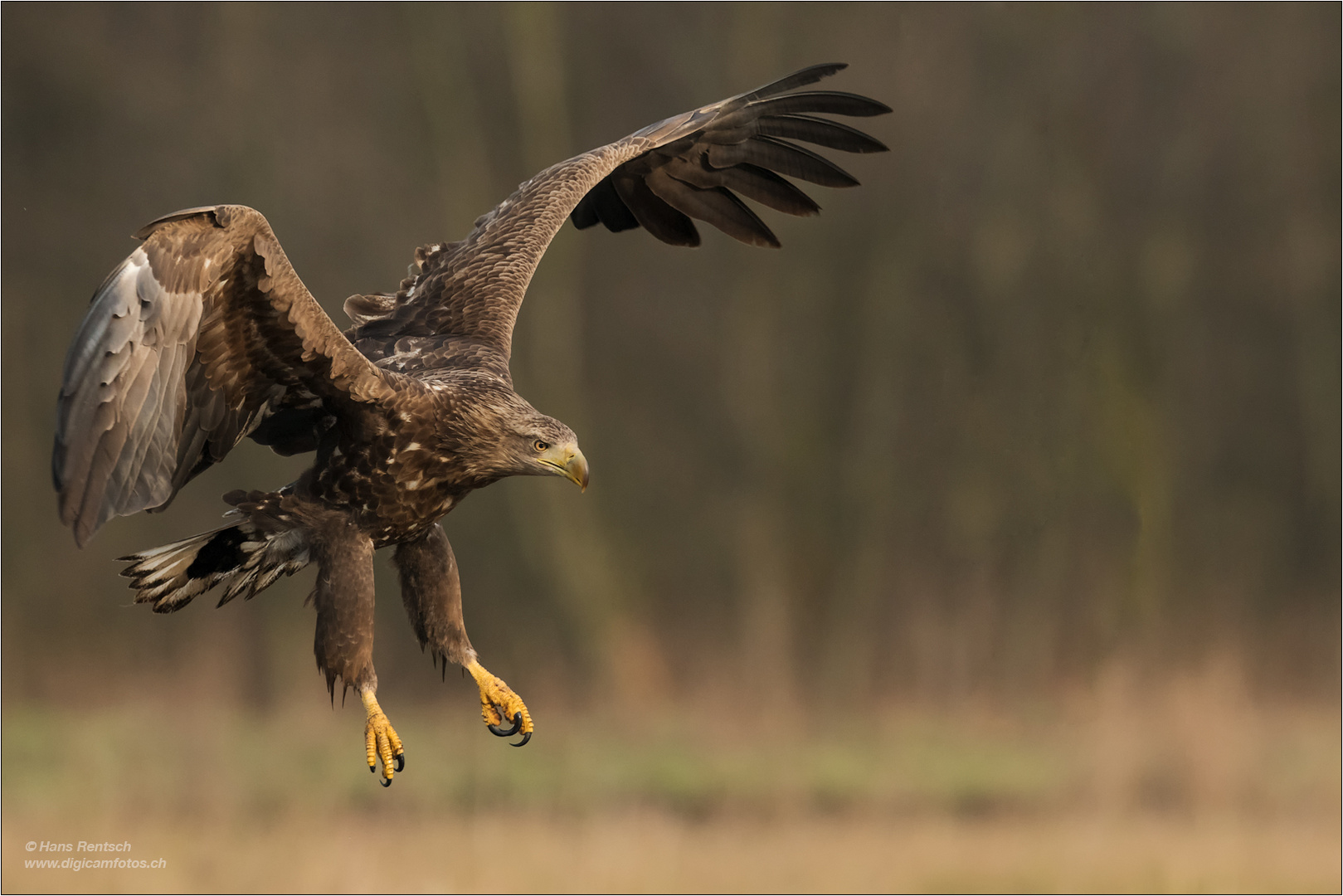 Seeadler im Anflug..... Foto & Bild | tiere, wildlife, wildlife luder ...