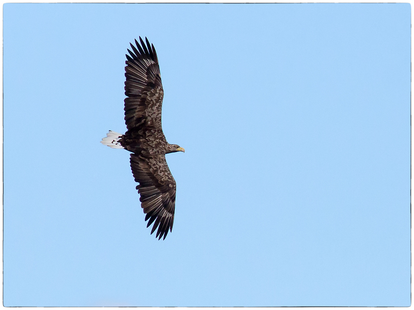 Seeadler in Schleswig Foto & Bild | deutschland, europe, schleswig ...