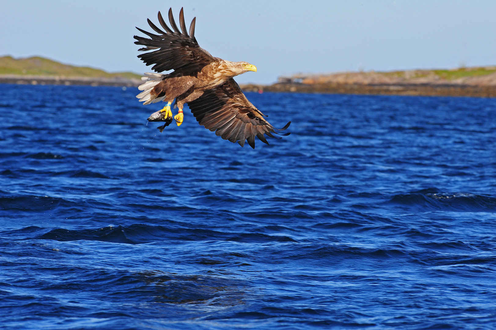 Seeadler IV B0003909 Foto & Bild | natur, norwegen, tiere Bilder auf ...