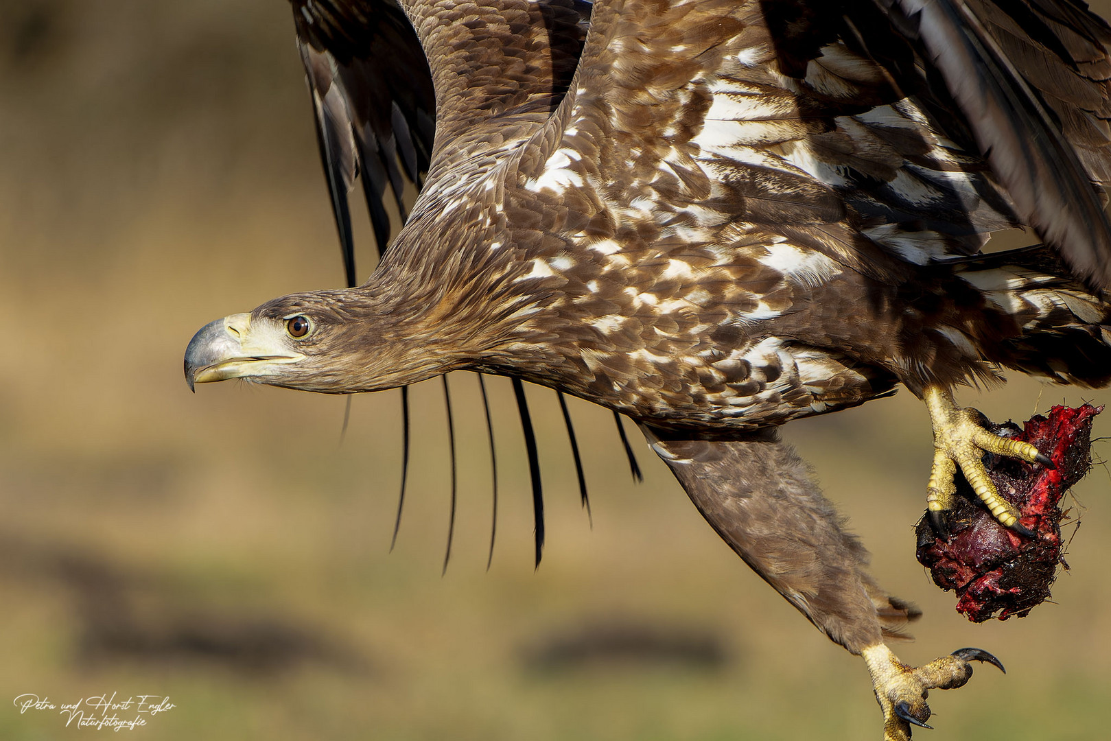 Seeadler Nahaufnahme Foto & Bild | tiere, tierdetails, natur Bilder auf ...