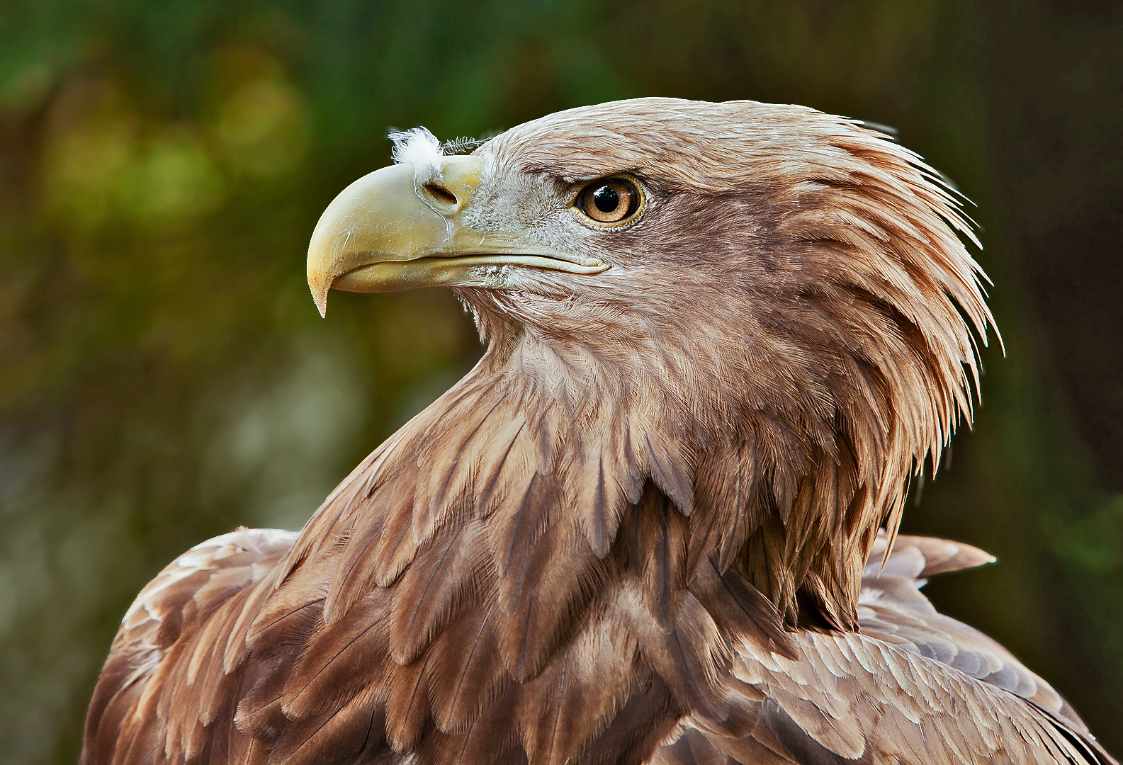 Seeadler-Portrait 001 Foto & Bild | tiere, zoo, wildpark & falknerei ...