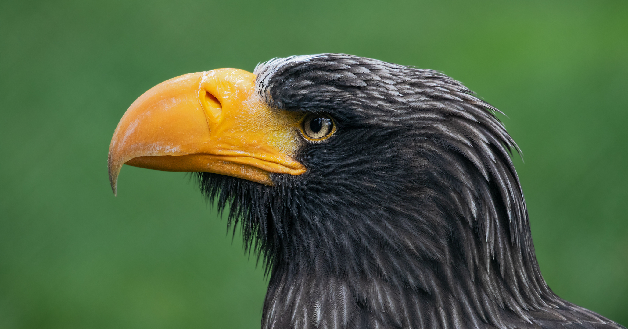 Seeadler-Portrait 001 Foto & Bild | deutschland, europe, niedersachsen ...