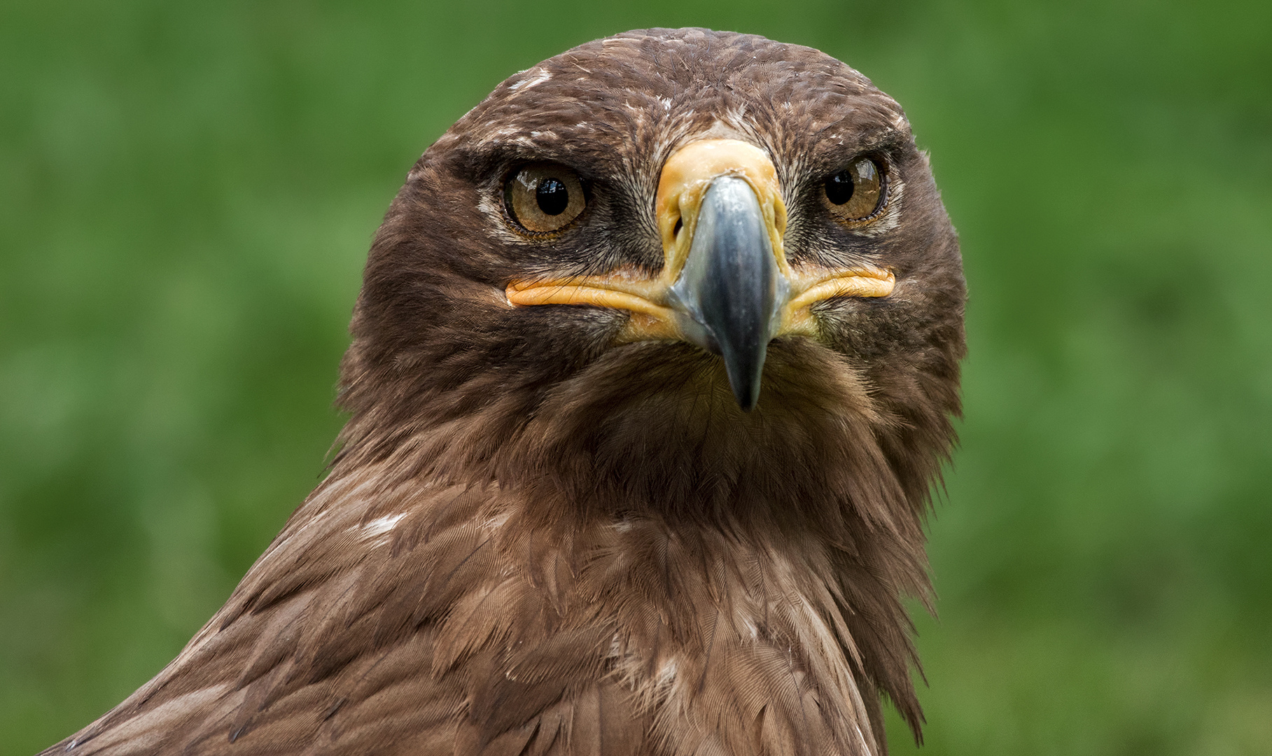Seeadler-Portrait 021 Foto & Bild | deutschland, europe, nordrhein ...