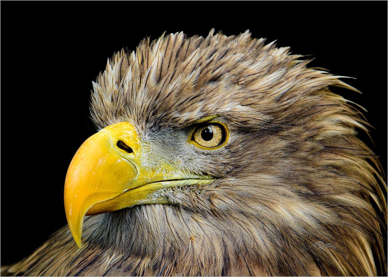 Seeadler Portrait 2 Foto & Bild | fotos, spezial, natur Bilder auf ...