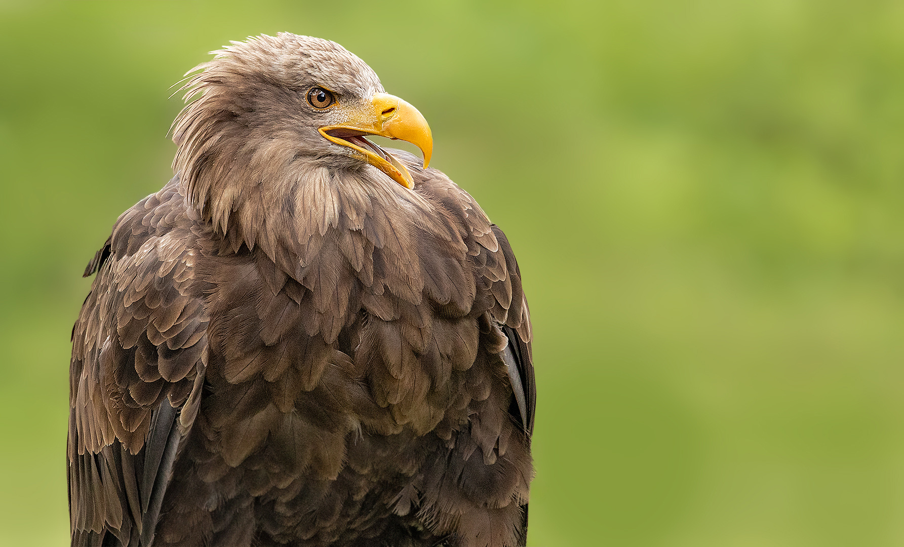 Seeadler-Portrait Foto & Bild | deutschland, europe, niedersachsen ...